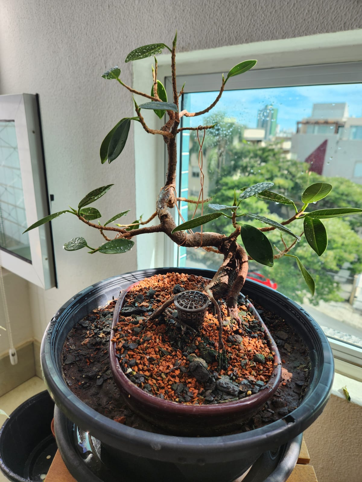 Bonsai